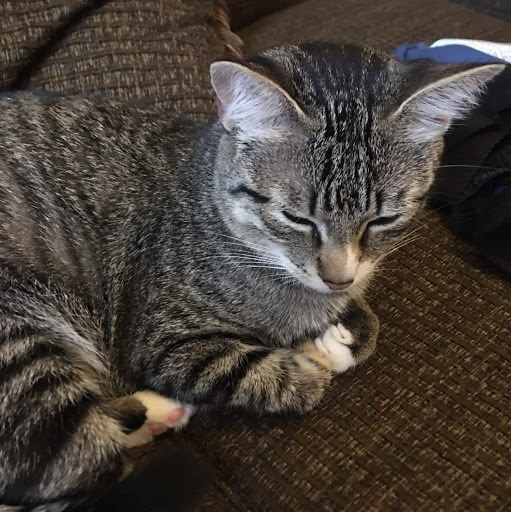 Dashboard | Maryam Albataineh | DocHub